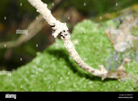 Closeup Of Brach From Tree Stock Photo Alamy