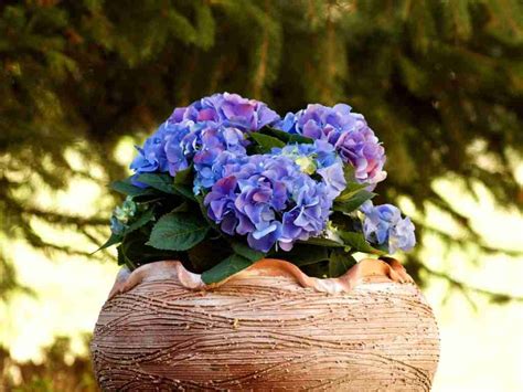 8 Helpful Potted Hydrangea Care Tips Hydrangea Love