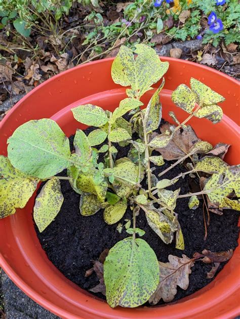 Sarpo Mira Potatoes With Blight R Gardeninguk