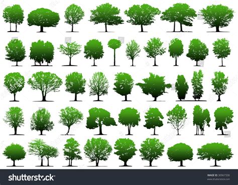 Vector Trees 30967330 Shutterstock