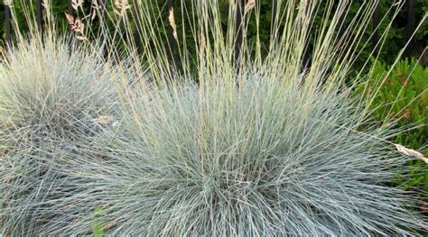 How To Plant Grow And Care For Blue Fescue