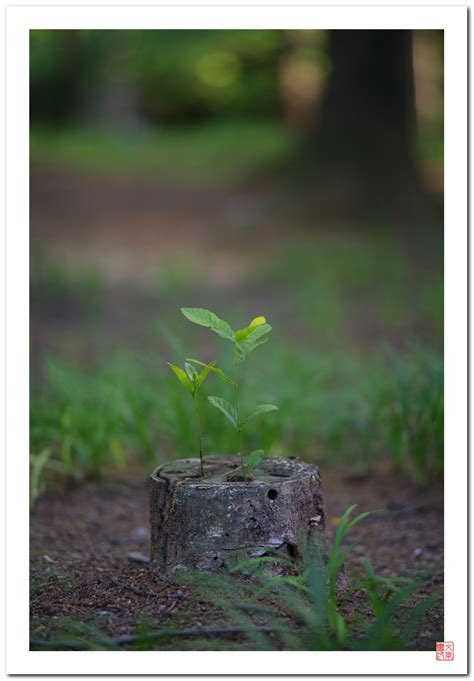 그루터기 위의 새싹 작품갤러리 필포토 Feelphoto