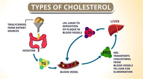 Types Of Cholesterol Hdl Ldl And Triglycerides Circlecare Winder Folks