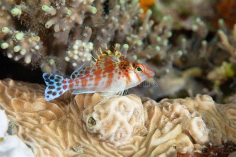 Dwarf Hawkfish Cirrhitichthys Falco Stock Image Image Of Lens Taxon