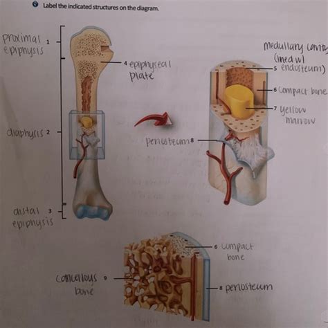 Anatomy And Physiology Exam 3 Flashcards Quizlet