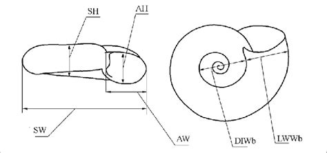 The Scheme Of Discoidal Shell Measurement Sh Shell Height Sw