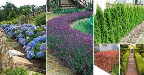 Garden Hedge Plant