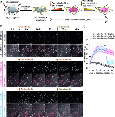 Intracellular Antigen Specific Live Cell Sorting Using C11 Fab Qbody Download Scientific
