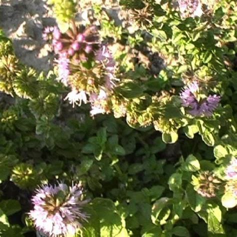 Mint Pennyroyal Organic Essential Oil Oshadhi Essential Oils