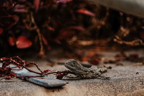 Biggest Lizard Photos Download The Best Free Biggest Lizard Stock