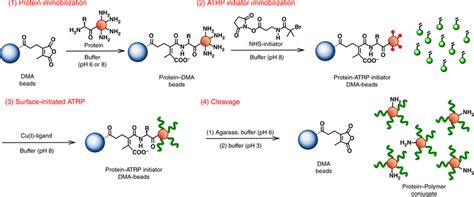 Solid Phase Synthesis Of Proteinpolymer Conjugates By Protein Atom