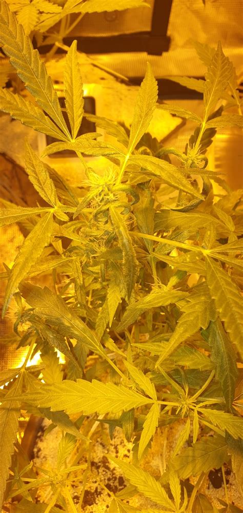 Deficency Diagnose Or Overfeeding Plus Heat 420 Magazine