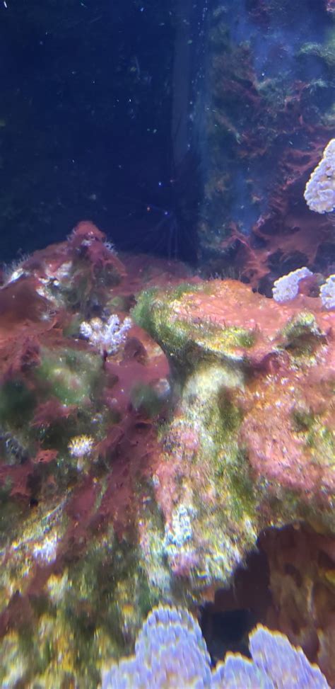 Help With Dino Id Reef2reef