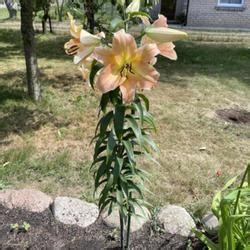 Lily Lilium Zelmira In The Lilies Database Garden Org