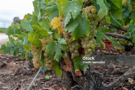 비오는 날 프랑스 샴페인 지역 인 에페르네이 근처의 녹색 웅크린 크루 포도원이있는 풍경 코트 데 블랑의 백악토 토양에 흰색 샤도 네 와인 포도의 재배 0명에 대한 스톡 사진