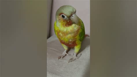 얼음 ㅋㅋ파인애플코뉴어 Youtube