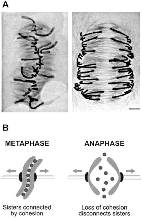 The Metaphase To Anaphase Transition A Light Micrographs Of Mitotic Download Scientific