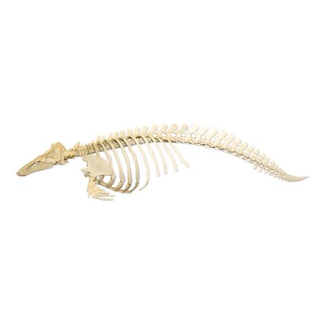 Replica Beluga Skeleton For Sale — Skulls Unlimited International Inc