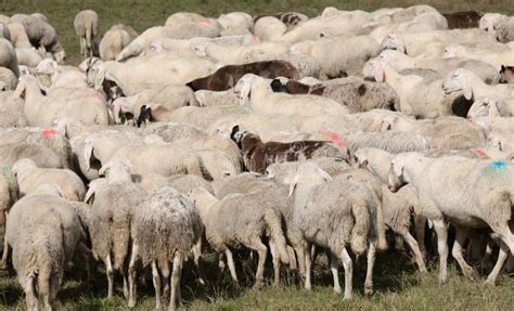 Flock with White Sheep Grazing and Grazing on Grass in a Dairy and Wool Farm Stock Image - Image ...