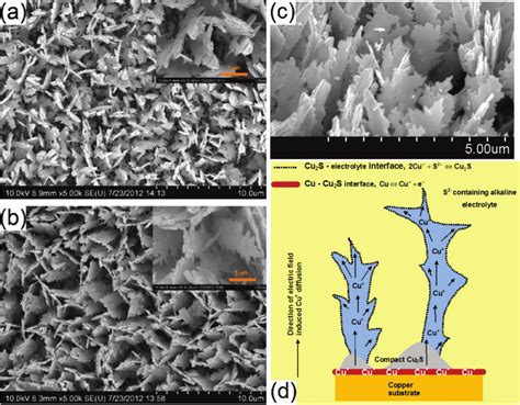 A And B Show Sem Micrographs Of Vertically Oriented Dendritic Download Scientific Diagram