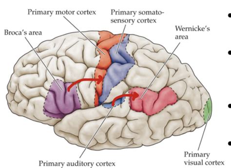Complex Brain Functions Exam 3 Flashcards Quizlet
