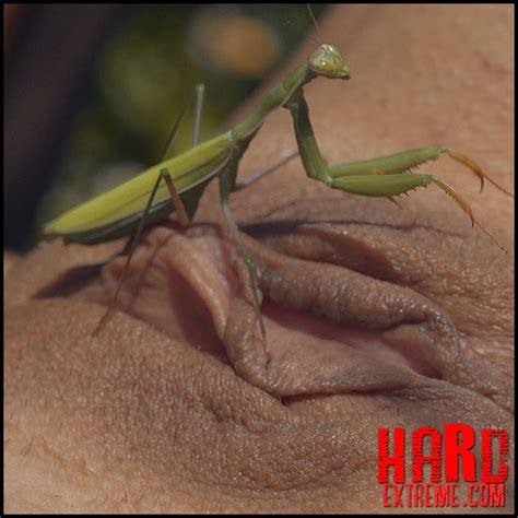 Praying Mantis Queensect Porn New VIP Extreme 2023 Watch Online At Our Extreme Porn Hub