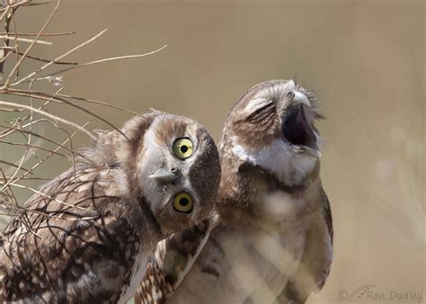 Young Burrowing Owl Siblings Doing Their ‘cute Thing Feathered Photography