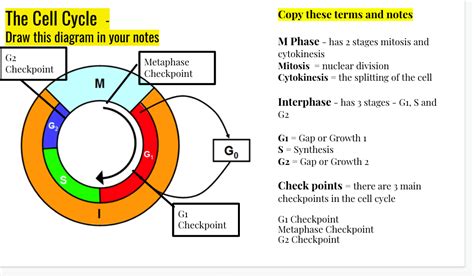 Natural Selection Diagram Quizlet