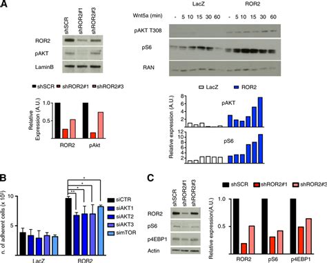 Ror2 Activates Akt A Total Cell Lysates From Mm1144 Cells Shscr