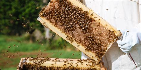 Supers Brood Boxes Flow Hive FAQs