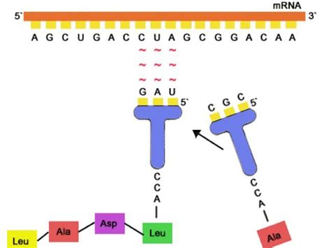 Transcription Translation Steps Lopimd