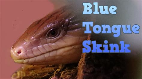 Blue Tongue Skink Setup Youtube