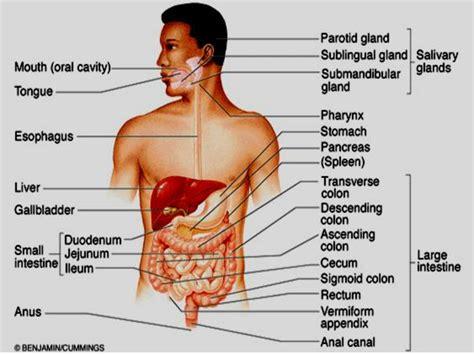 SOLUTION: 5 anatomy of digestive system 1 2 - Studypool