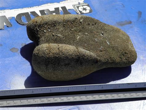 Please Help Identify Page 3 Fossil Id The Fossil Forum