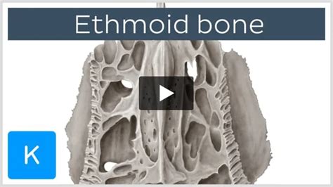 Ethmoid Bone Superior View