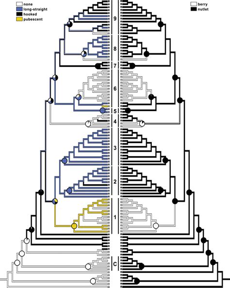Bayesian Consensus Tree With Parsimony And Likelihood Reconstructions Download Scientific