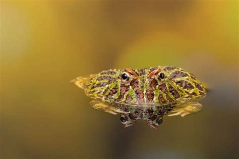 Do Frogs Have Teeth Your Question On Frog Teeth Explained