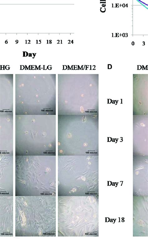 Growth Kinetics And Morphology Of Nucleus Pulposus Np Cells From Both Download Scientific