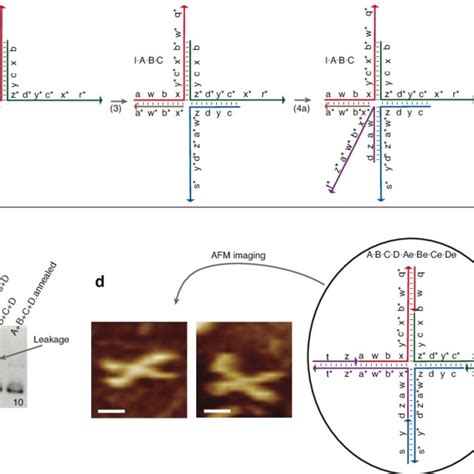 pdf programming biomolecular self assembly pathways
