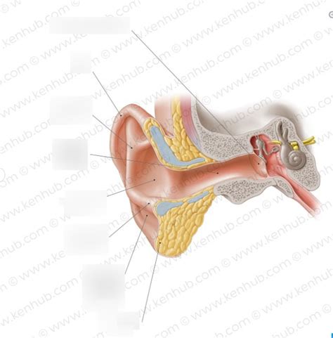 Outer Ear Diagram Quizlet