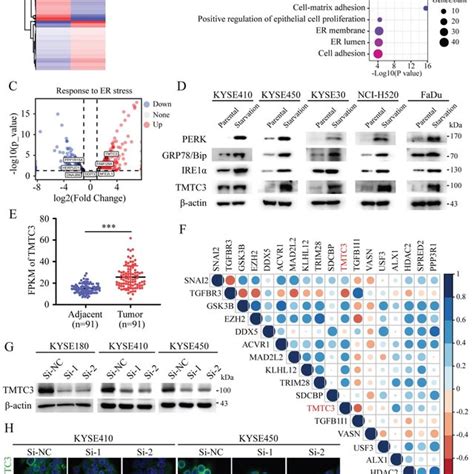 Identification Of Tmtc3 In Cells Under Er Stress A Heatmap Of Degs By