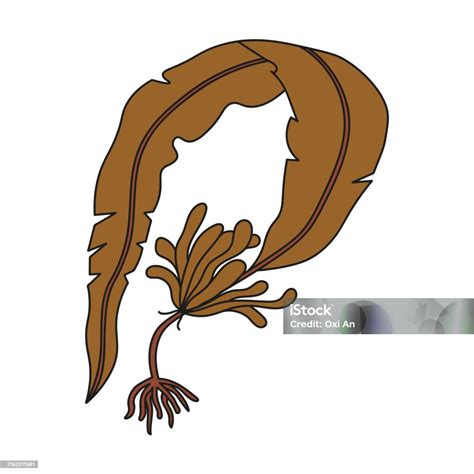 Alaria Esculenta Seaweed Hand Drawn Edible Seaweed Vector Illustration