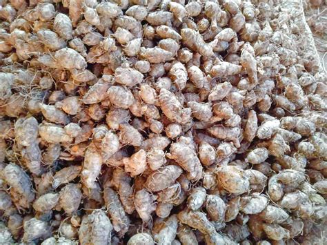 လိပ်သိုဒေသတွင် နနွင်းစိုက်ပျိုးသူများ တိုးပွားလာ၍ နနွင်းမျိုးများ