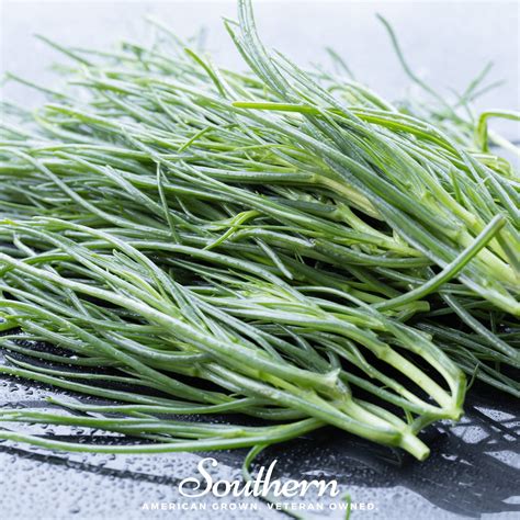 Saltwort 50 Seeds Nates Garden Supply