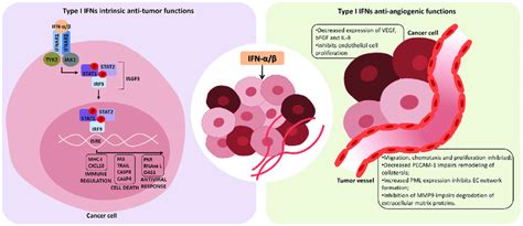 Intrinsic Anti Tumor And Anti Angiogenic Functions Of Type I