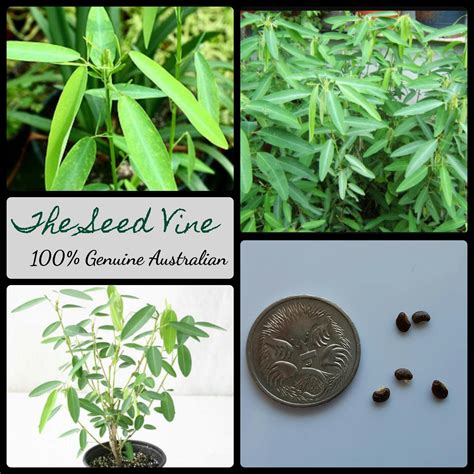 Codariocalyx Motorius Dancing Plant The Seed Vine