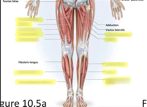 Lower Body Muscles Final Lab Practical Diagram Quizlet