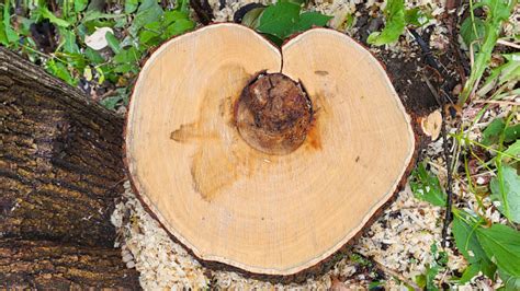 나무 고리의 단면 자연 조건에서 심장의 형태로 절단 나무 질감 0명에 대한 스톡 사진 및 기타 이미지 0명 갈색 고대의 Istock