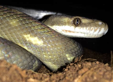 Pixie The Tanimbar Scrub Python Page 4