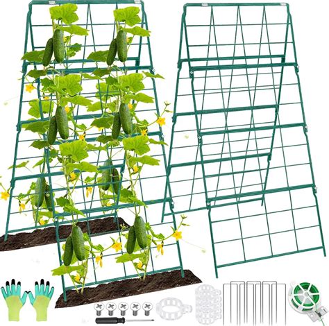 The Optimal Spacing For Planting Cucumbers On A Trellis Shuncy